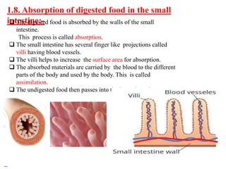 class7sciencechapter2-nutritioninanimals.pptx