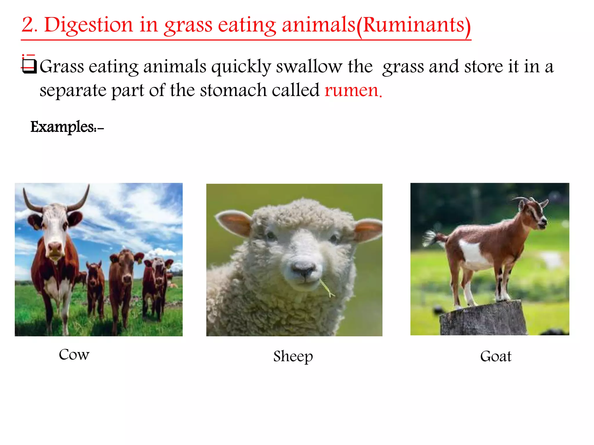 Nutrition in Animals, Class 7, Science Chapter-2 | PPTX