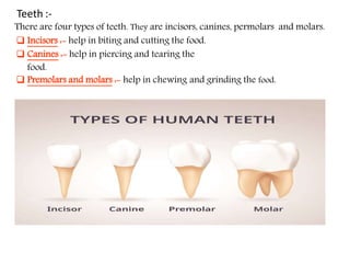 Nutrition in Animals, Class 7, Science Chapter-2 | PPTX