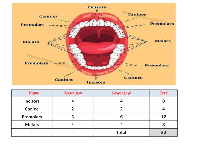 Nutrition in Animals, Class 7, Science Chapter-2 | PPTX | Dental Health ...