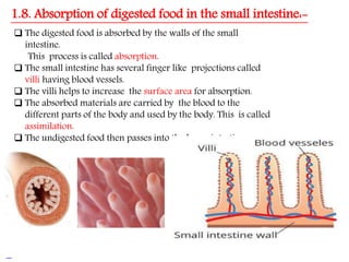 Nutrition in Animals, Class 7, Science Chapter-2 | PPTX