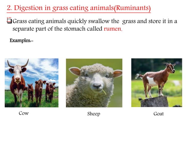 Nutrition in Animals, Class 7, Science Chapter-2 | PPTX