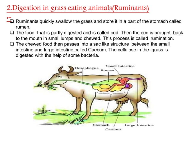Nutrition in Animals, Class 7, Science Chapter-2 | PPTX