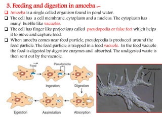 Nutrition in Animals, Class 7, Science Chapter-2 | PPTX