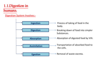 Nutrition in Animals, Class 7, Science Chapter-2 | PPTX