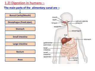 Nutrition in Animals, Class 7, Science Chapter-2 | PPTX