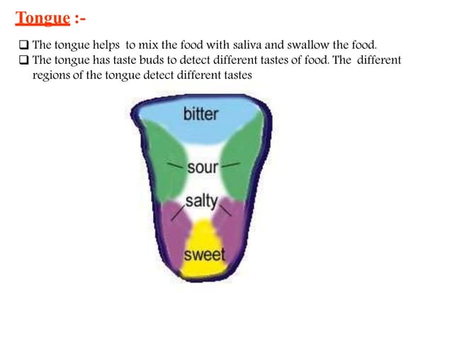 Nutrition in Animals, Class 7, Science Chapter-2 | PPTX | Dental Health ...