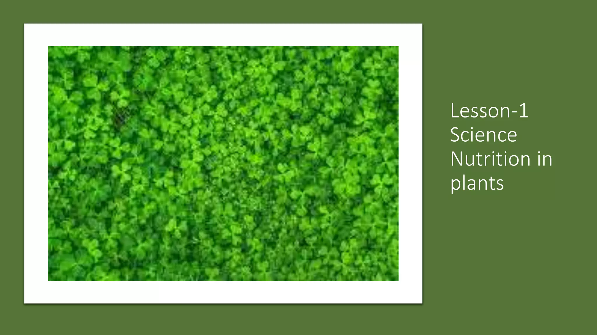 class 7 science nutrition in plants.pptx