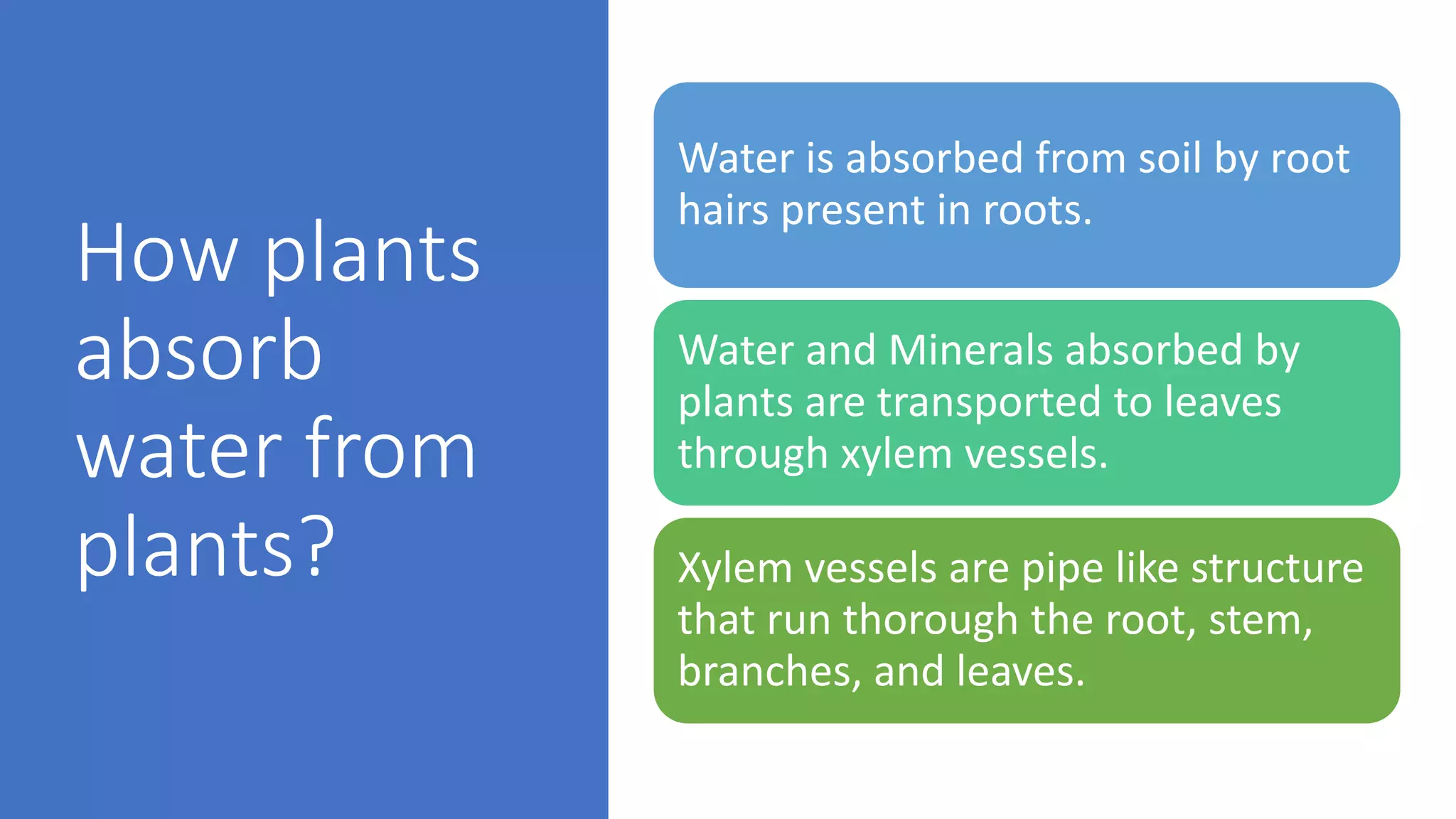 class 7 science nutrition in plants.pptx
