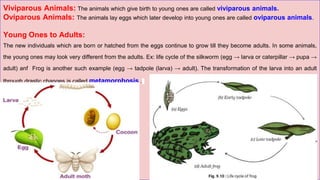 Class 8 - Chapter 12 Reproduction in Animals.pptx