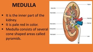 Class 8 biology lesson 1& 2 week 12 (1) | PPT