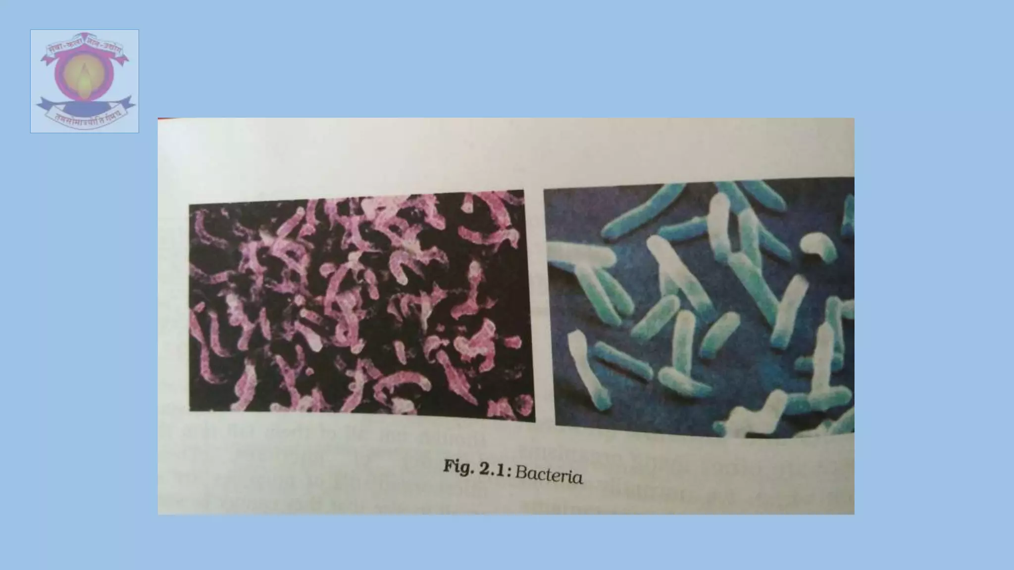 Class 8 Chapter 4 MICROORGANISMS neeta patil.pptx