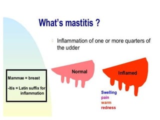 Class_8_Mastitis_.pptx | Medical Health