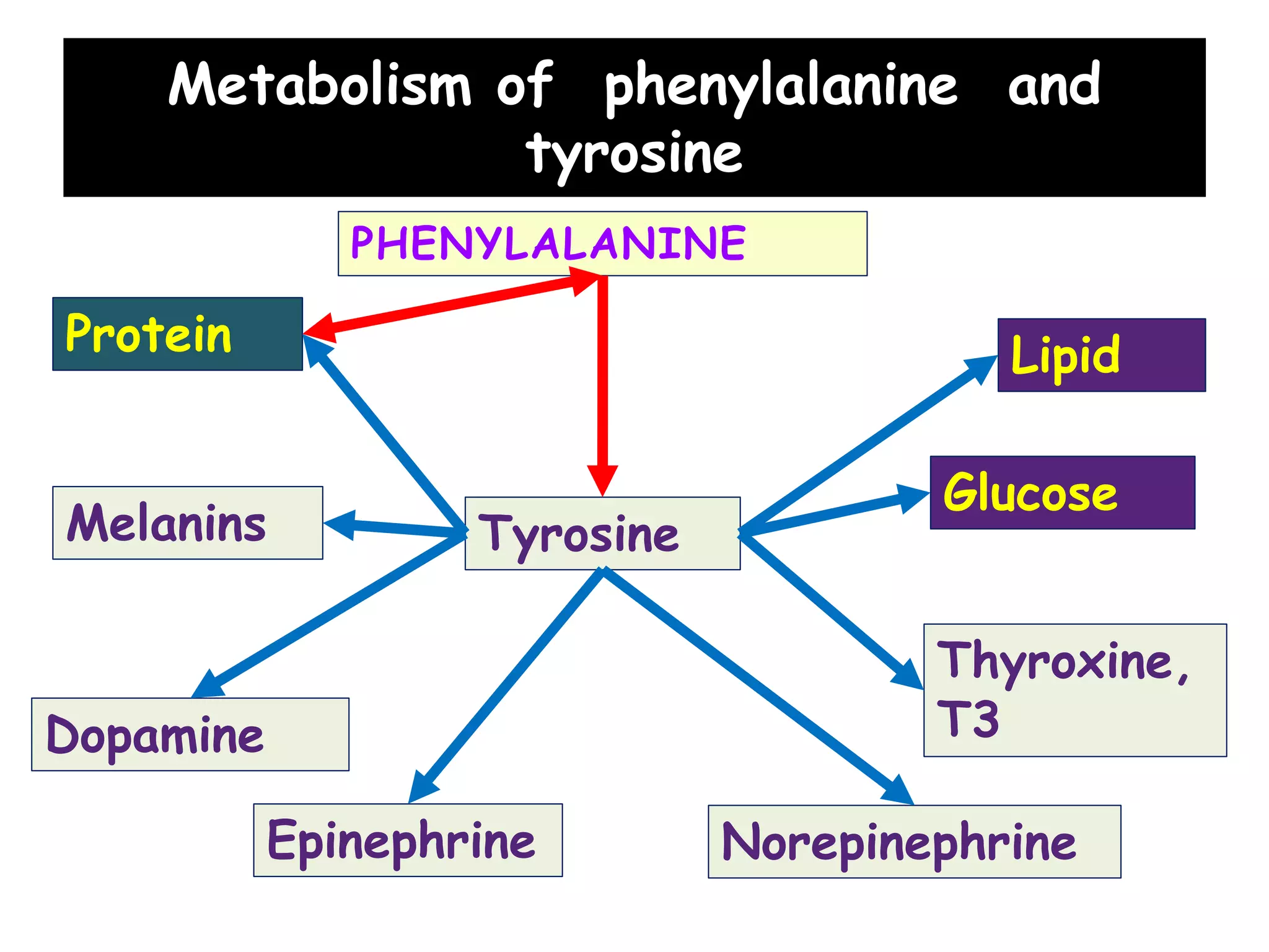 Class 8 metabolism of phenyl alanine | PPTX | Endocrine and Metabolic ...