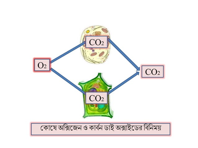 Class 8 science chapter 3 class 1 | PPTX