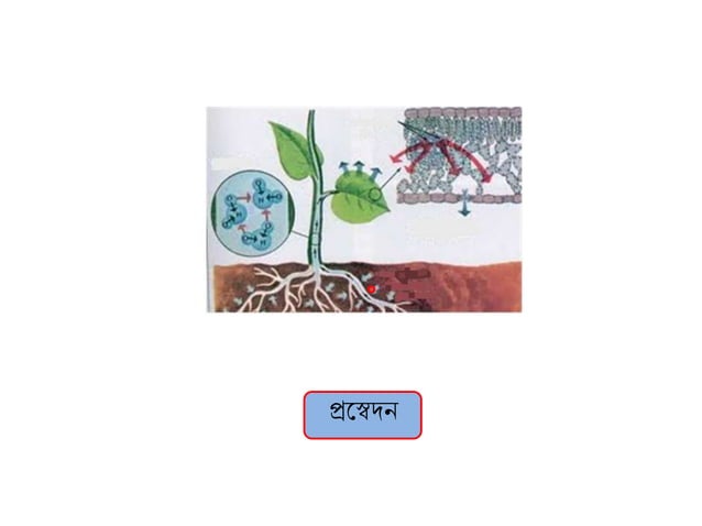 Class 8 science chapter 3 class 3 | PPT