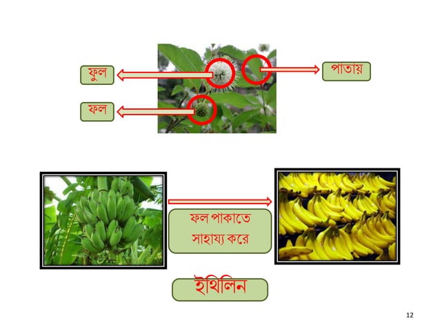 Class 8 science chapter 5 lesson 1 | PPTX