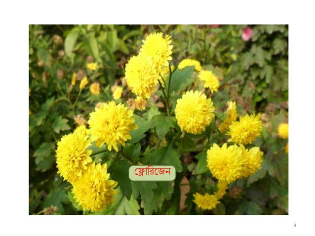 Class 8 science chapter 5 lesson 1 | PPTX