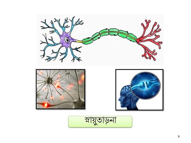 Class 8 science chapter 5 lesson 4 | PPT