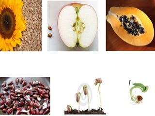 Class 8 science lesson 4 | PPT