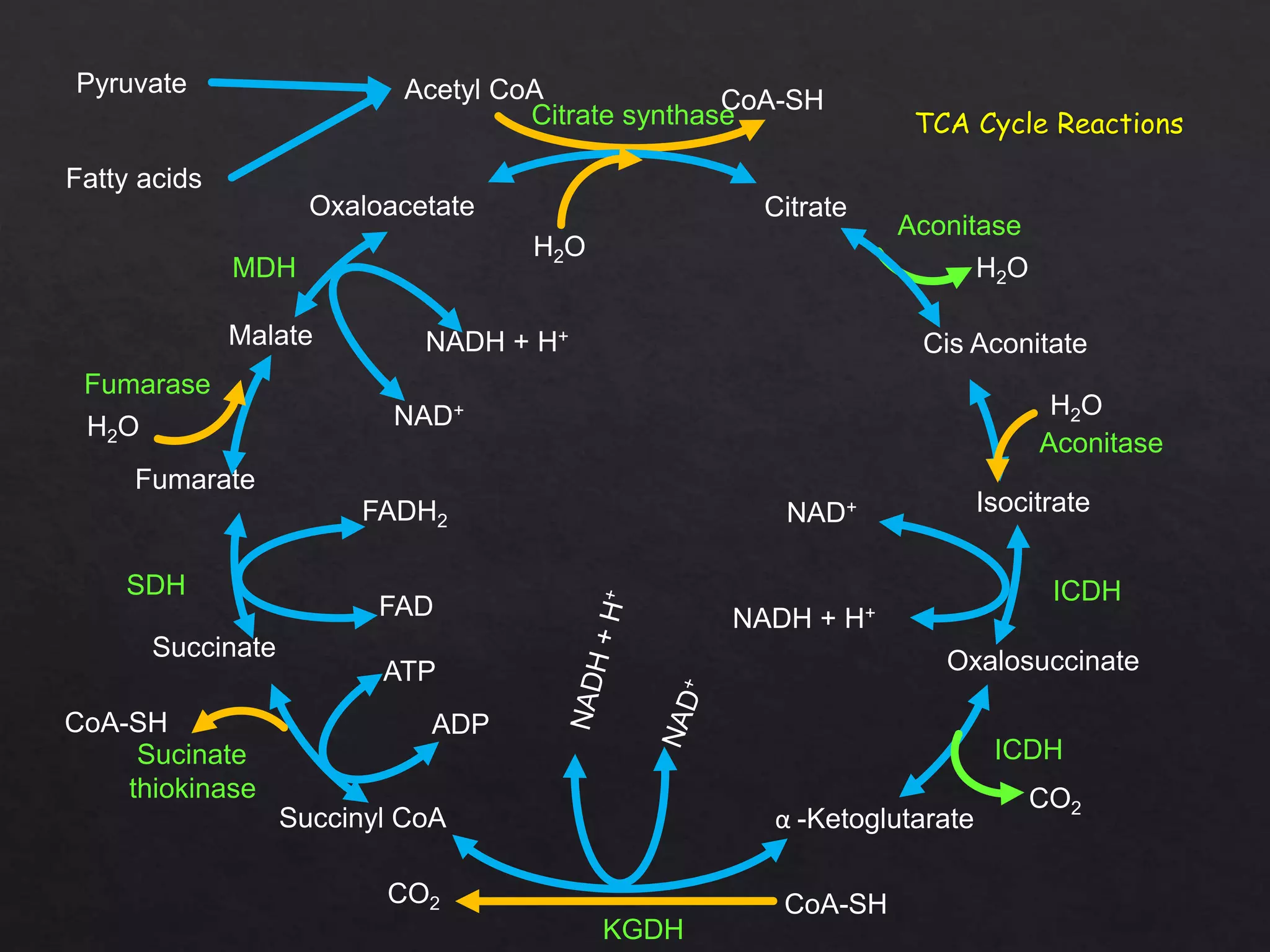 Class 8 TCA cycle | PPTX