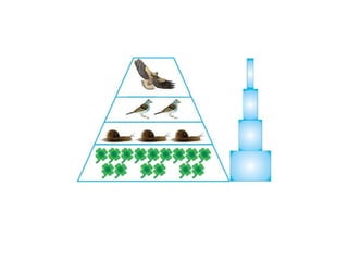 Class 9 & 10 biology chapter 13 (power pyramid) | PPTX