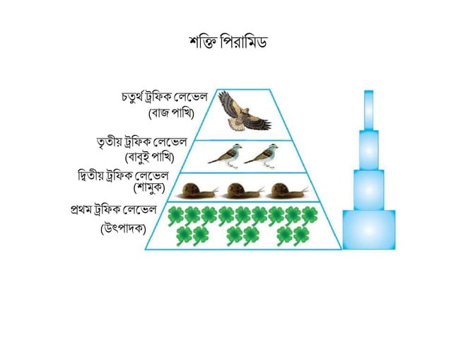 Class 9 & 10 biology chapter 13 (power pyramid) | PPTX