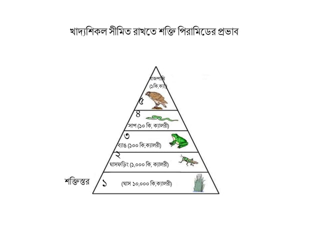 Class 9 & 10 biology chapter 13 (power pyramid) | PPTX