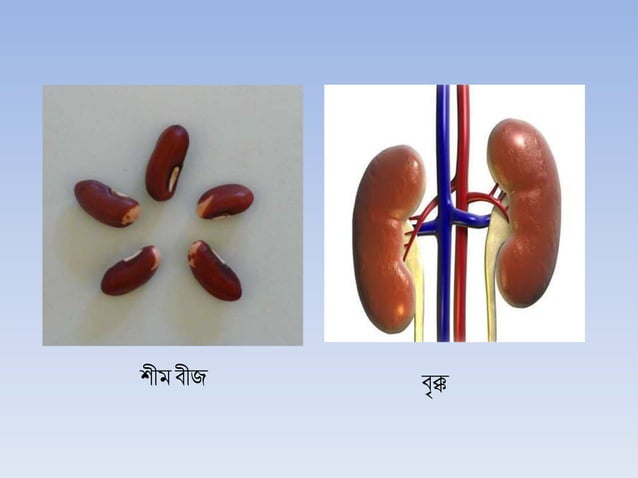 Class 9 & 10 biology excretory system | PPTX