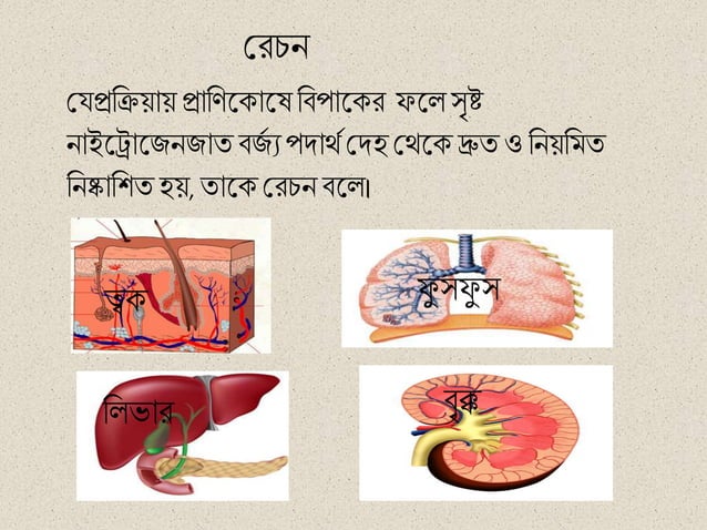 Class 9 & 10 biology excretory system | PPTX