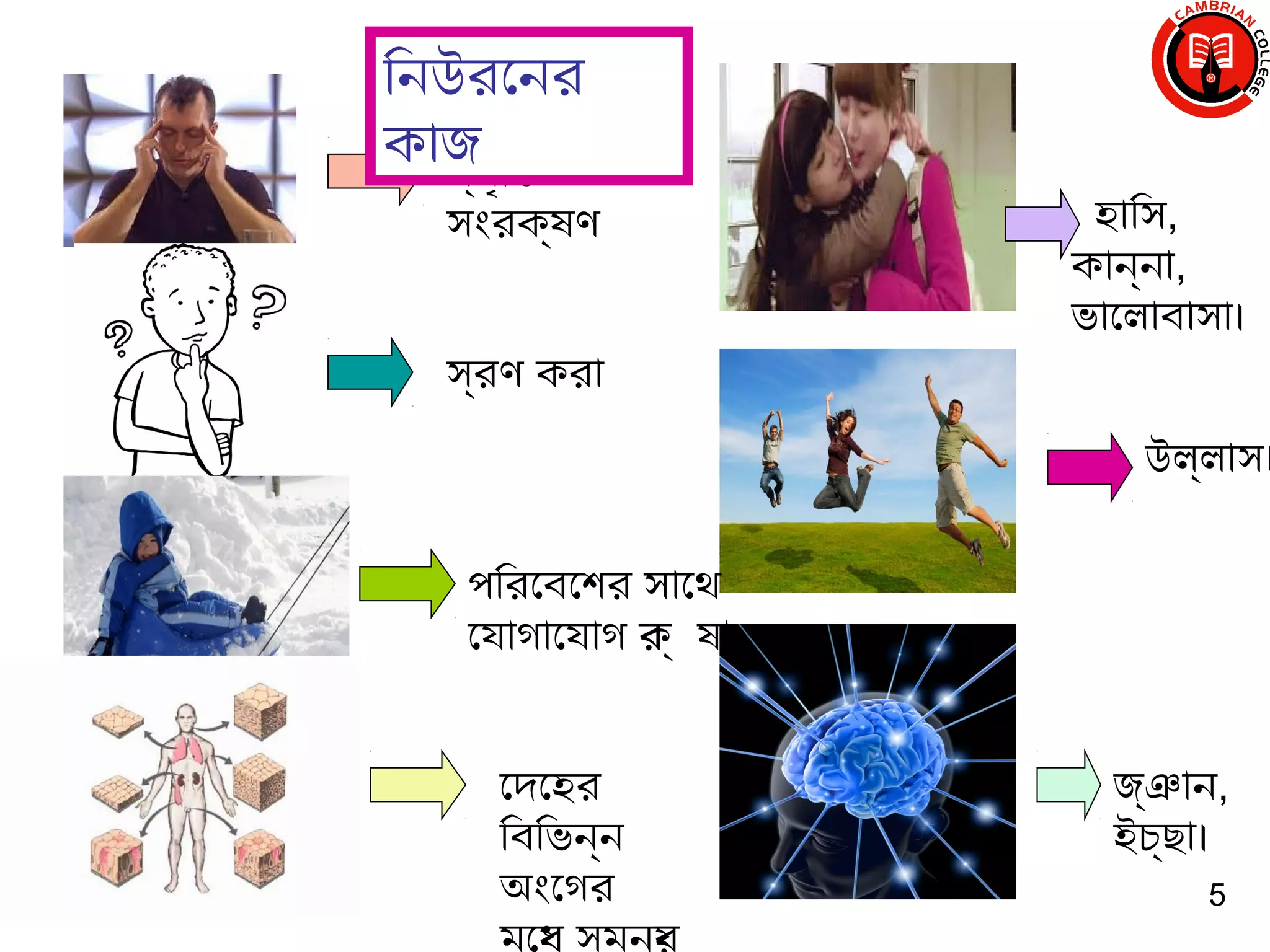 Class 9 10 biology lesson 10 class-5 (neuron) | PPT