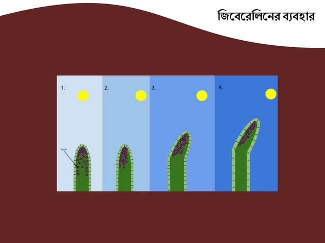 Class 9 10 biology lesson 10 (plant co-ordination) | PPTX