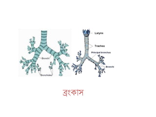 Class 9 10 biology lesson 7 class 2 human respiratory system | PPTX