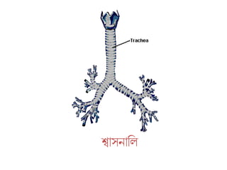 Class 9 10 biology lesson 7 class 2 human respiratory system | PPTX