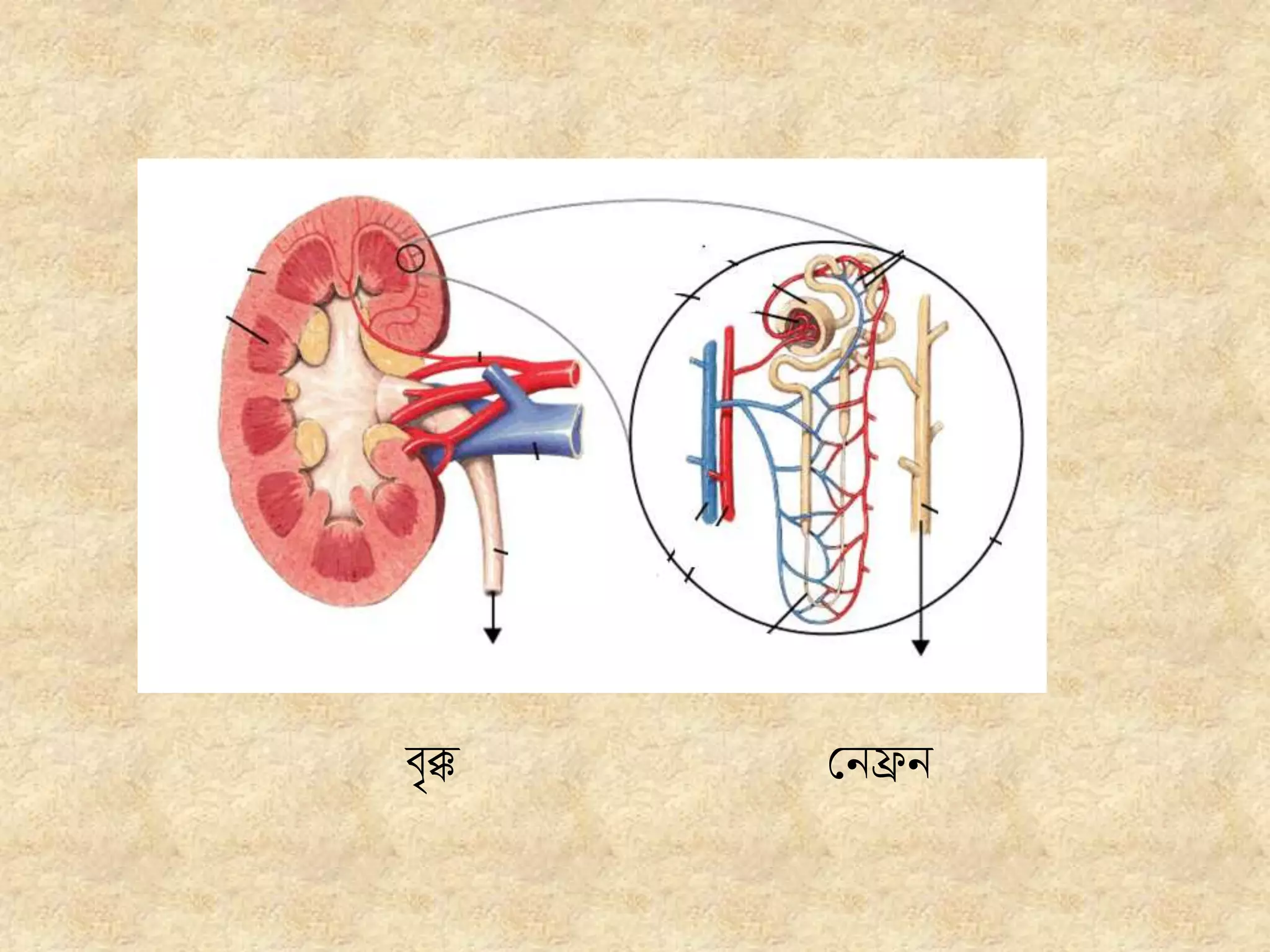 Class 9 & 10 biology lesson 8 class 2 nefron | PPTX