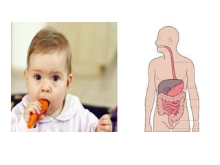 Class 9 & 10 class lesson 9 digestive system,teeth | PPT