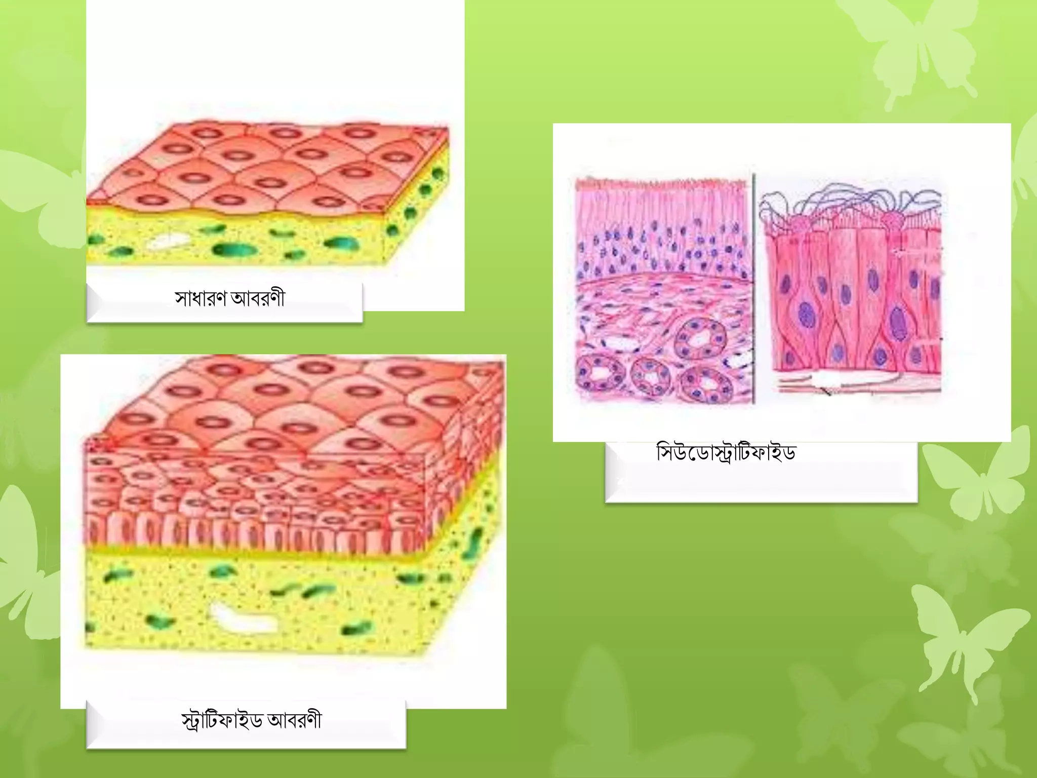 Class 9 & 10 lesson 2 class no 10 (cell) | PPT