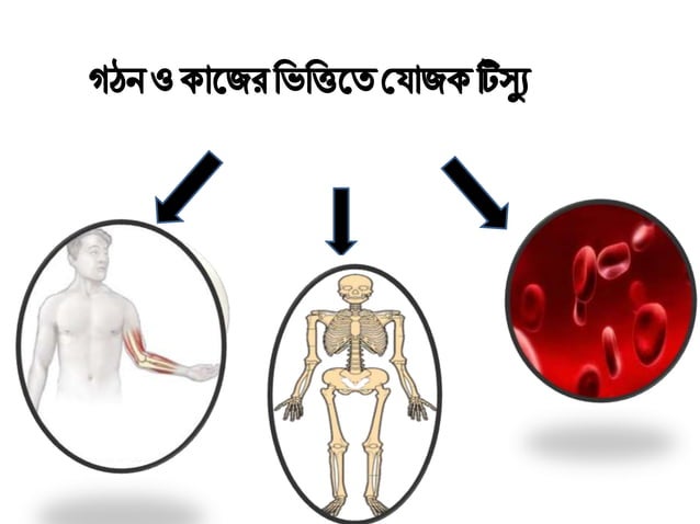 Class 9 & 10 lesson 2 class no 11 (cell) | PPTX