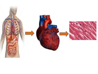 Class 9 & 10 lesson 2 class no 12 (cell) | PPTX