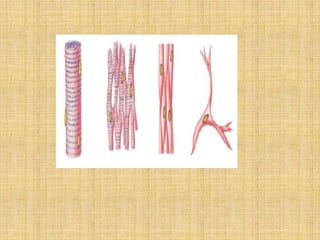 Class 9 & 10 lesson 9 class 3 work of muscle | PPTX