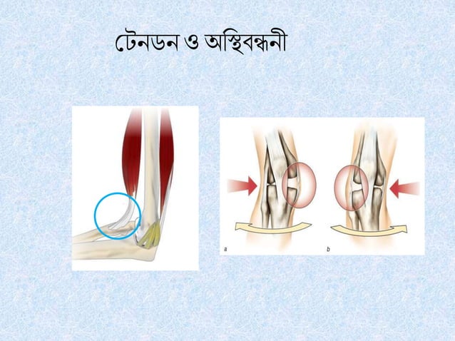 Class 9 & 10 lesson 9 class 4 tendon | PPTX