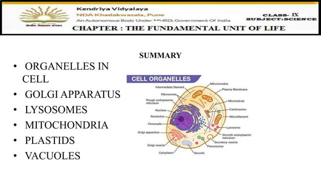 Class 9 cell ppt 4 | PPTX