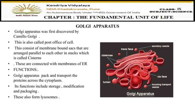 Class 9 cell ppt 4 | PPTX