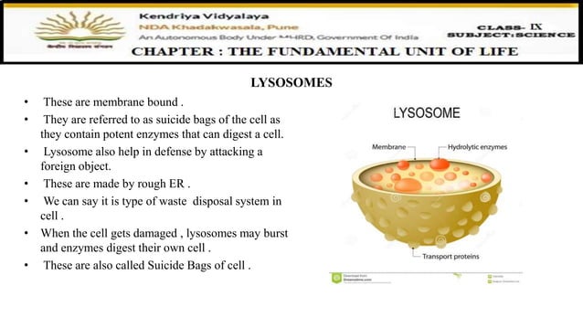 Class 9 cell ppt 4 | PPTX