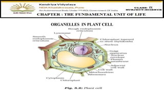 Class 9 cell ppt 4 | PPTX