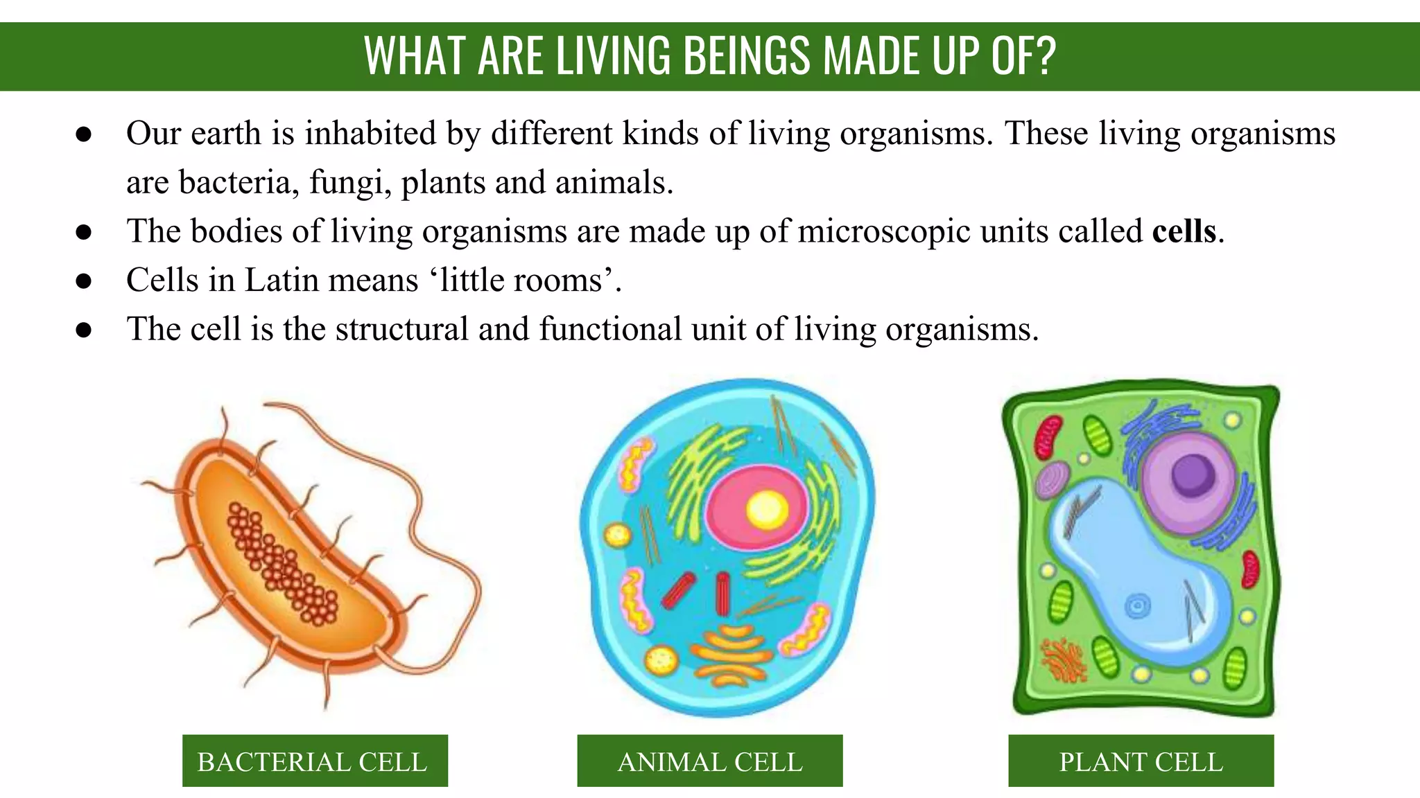 Class 9 fundamental unit of life | PPTX