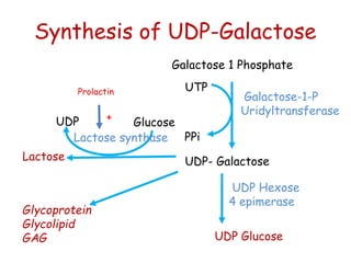 Class 9 galactose metabolism | PPT