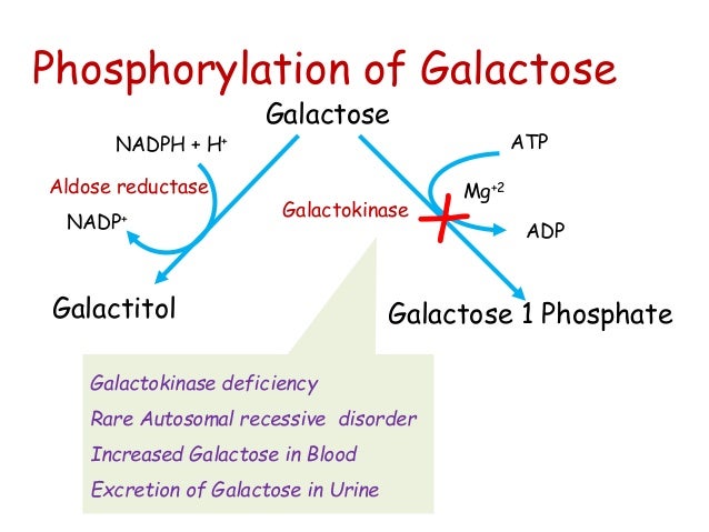 Class 9 galactose metabolism
