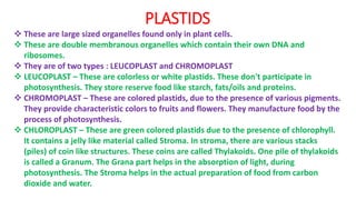 class 9 lecture 6.pptx on study on the cell | PPT