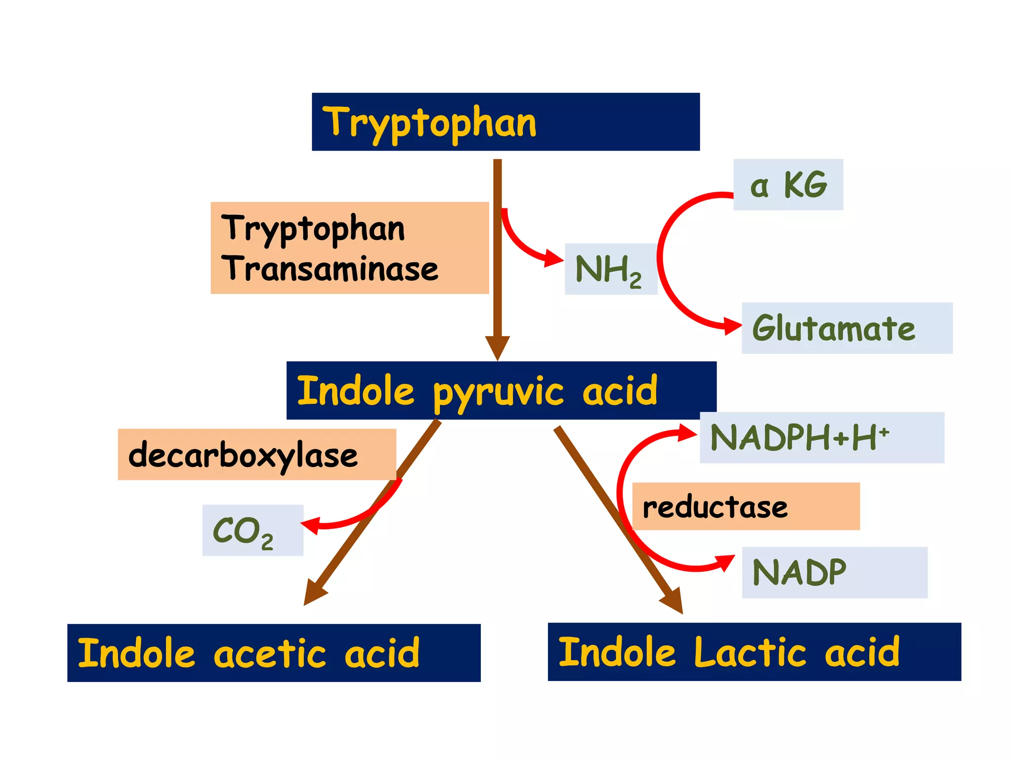 Metabolism of tryptophan | PPTX